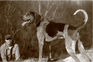 Coon Dogs – A Coon Dog and Coon Hunting Resource Site